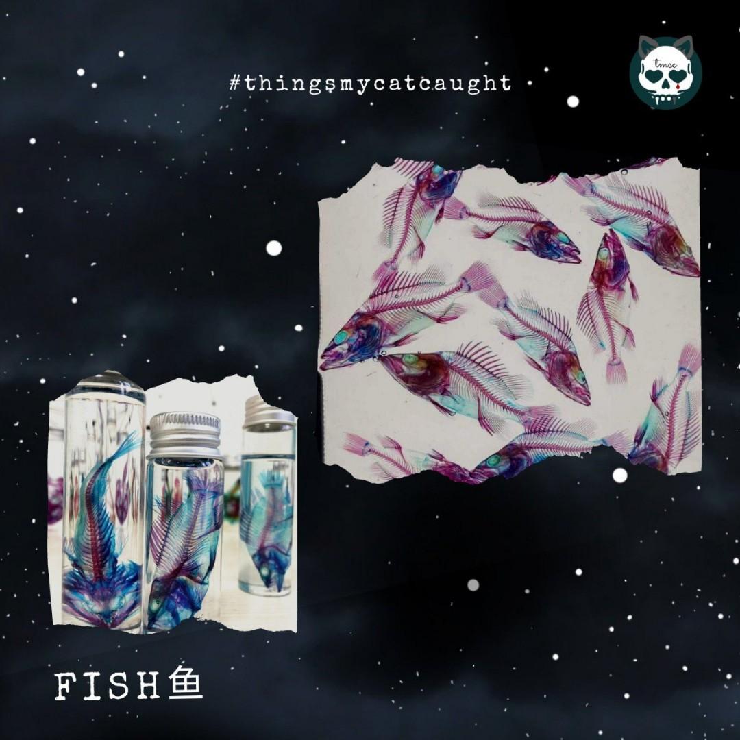 Bone taxidermy real rainbow tinted fishbone diaphonized diaphonize fish ...