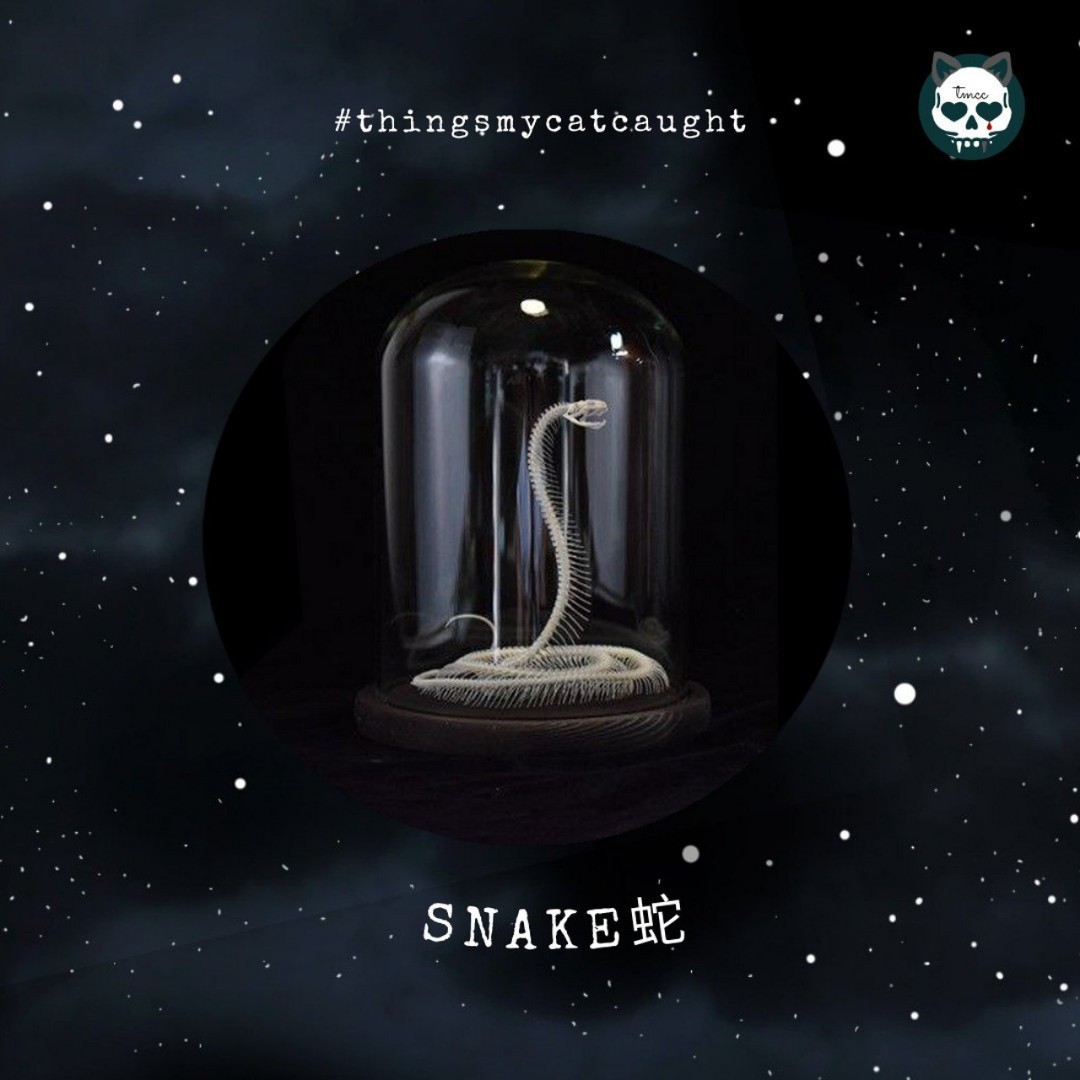 Bone taxidermy real snake in dome sale preorder rare specimen unique ...