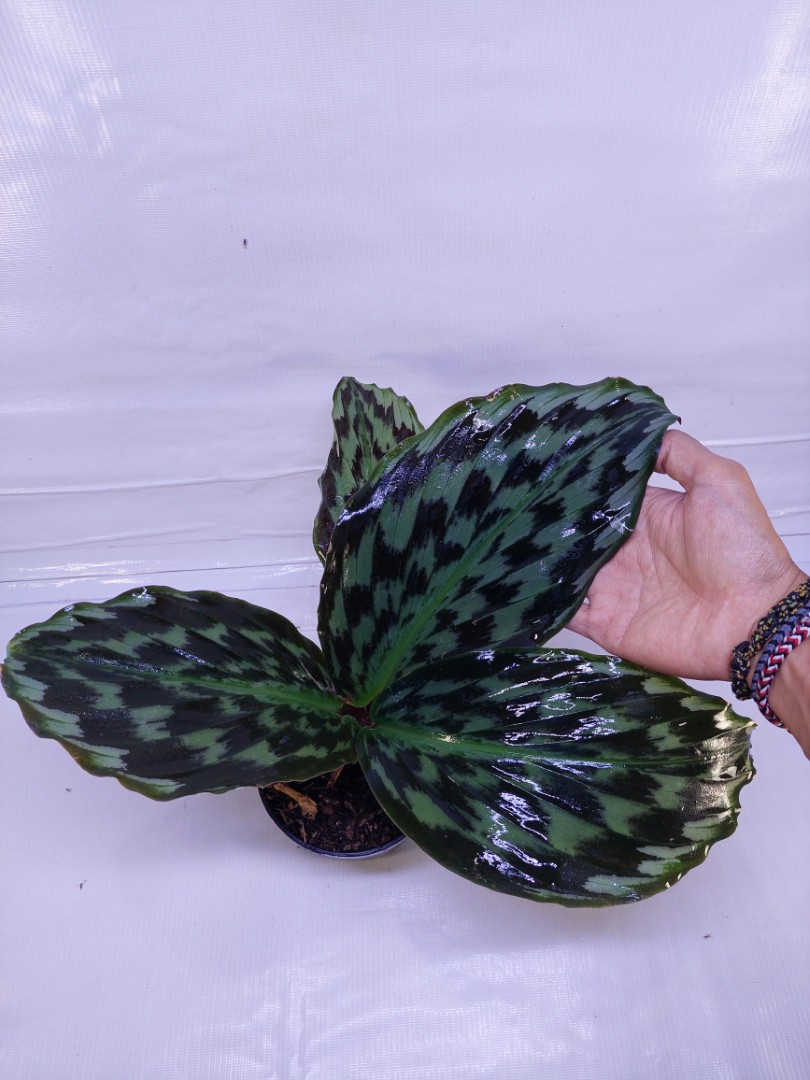 Calathea ginger peacock, Furniture & Home Living, Gardening, Plants ...
