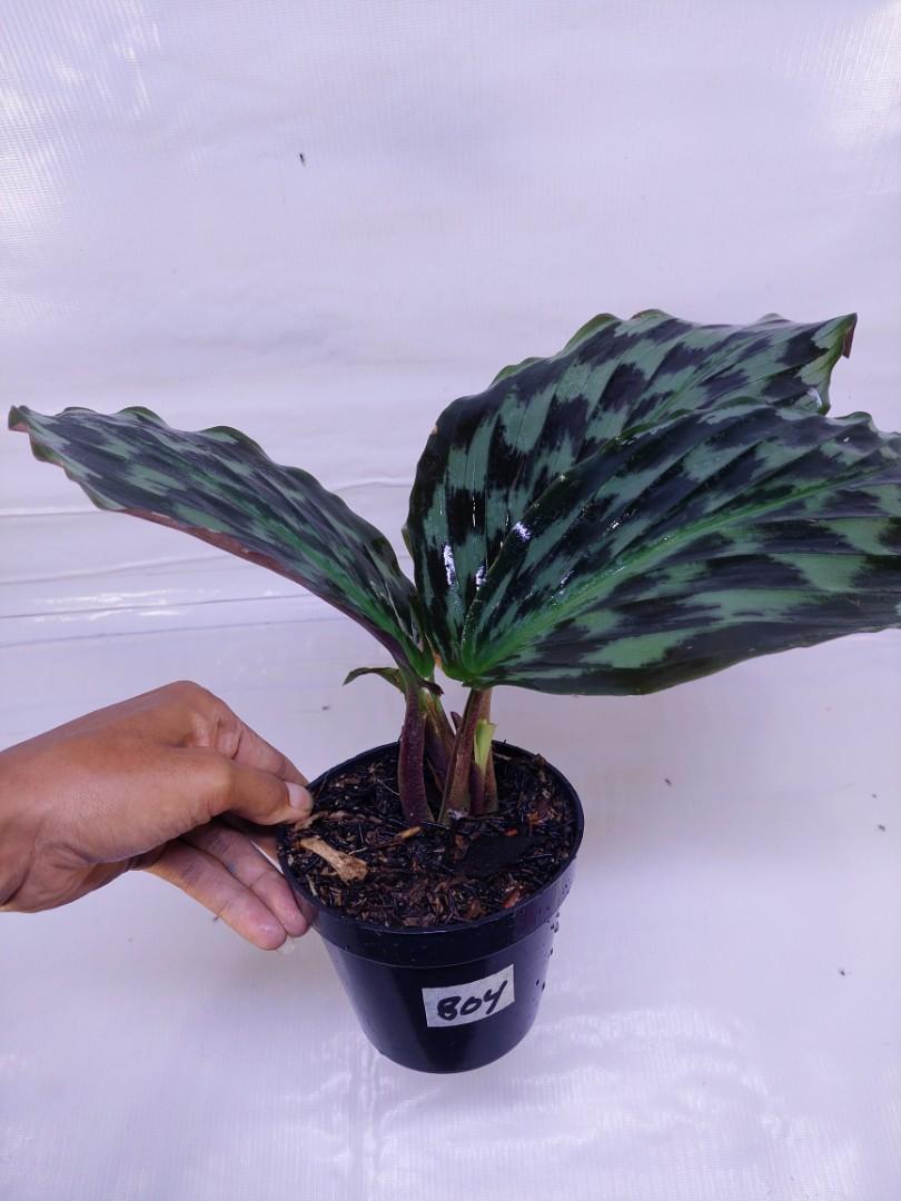Calathea ginger peacock, Furniture & Home Living, Gardening, Plants ...