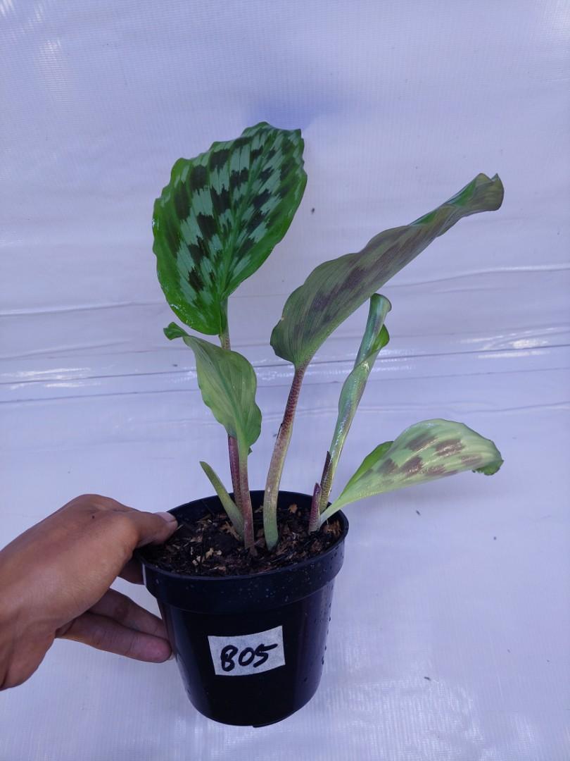 Calathea ginger peacock, Furniture & Home Living, Gardening, Plants ...