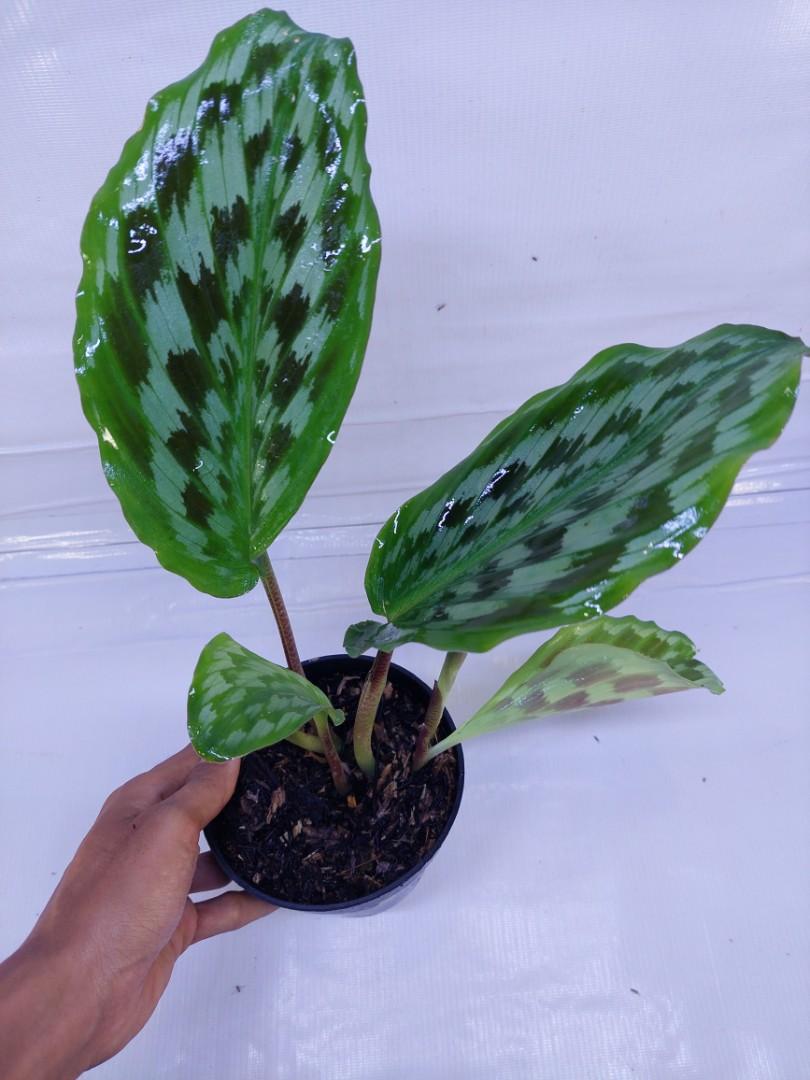 Calathea ginger peacock, Furniture & Home Living, Gardening, Plants ...