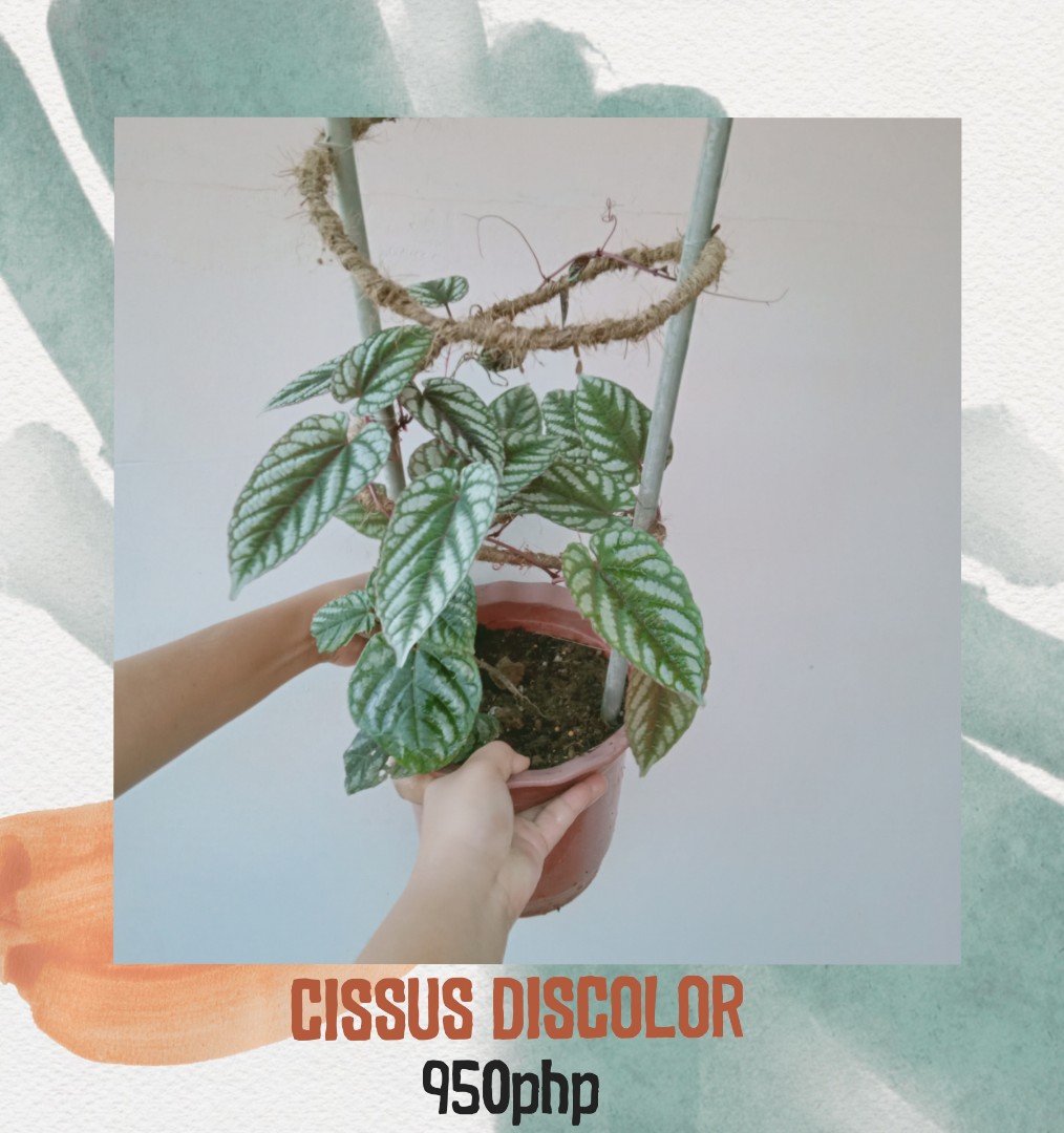CISSUS DISCOLOR, Furniture & Home Living, Gardening, Plants & Seeds on ...