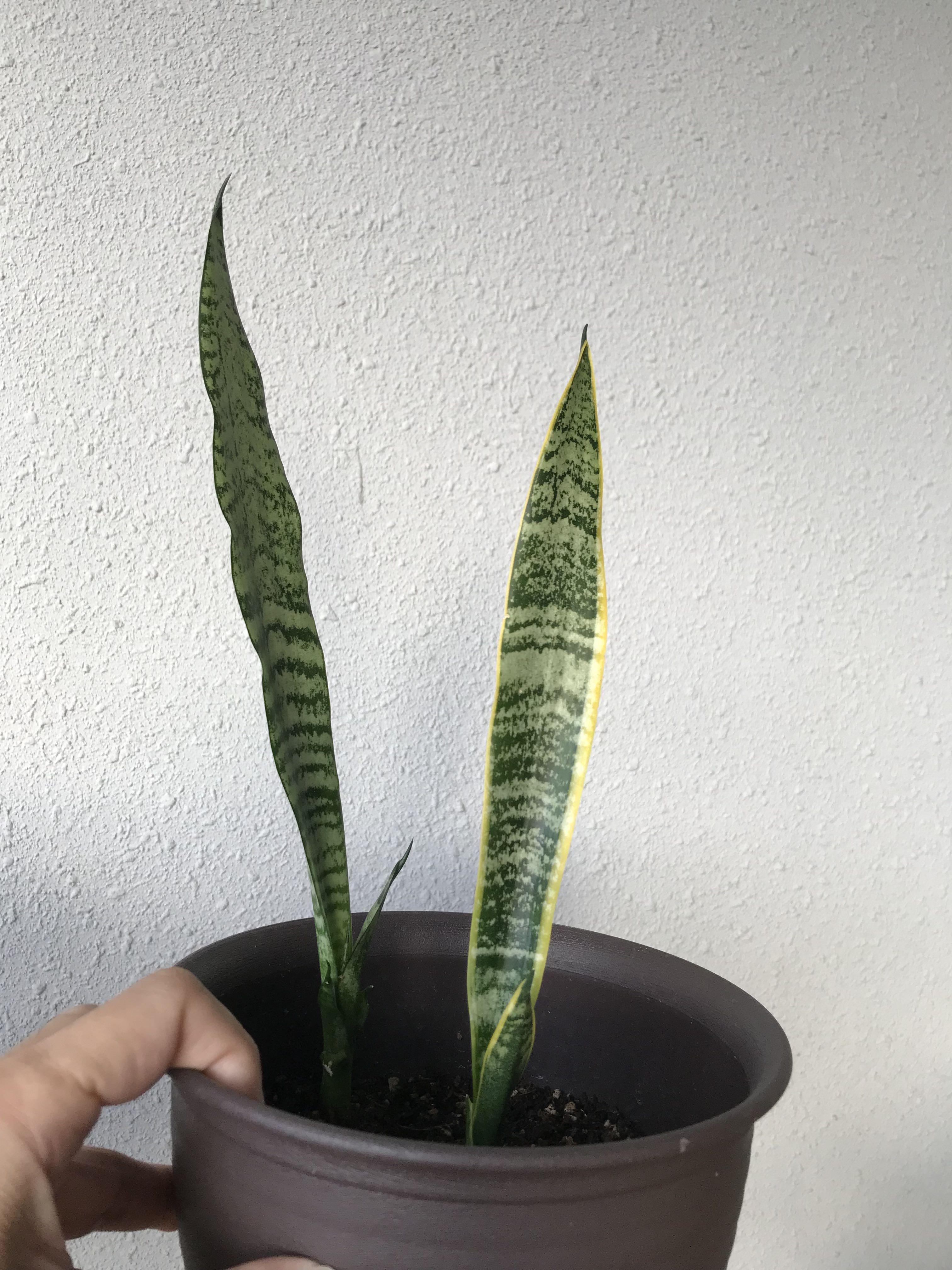 Coleus, neon potho, croton, snake, monstera adansonii, orchid keikis ...