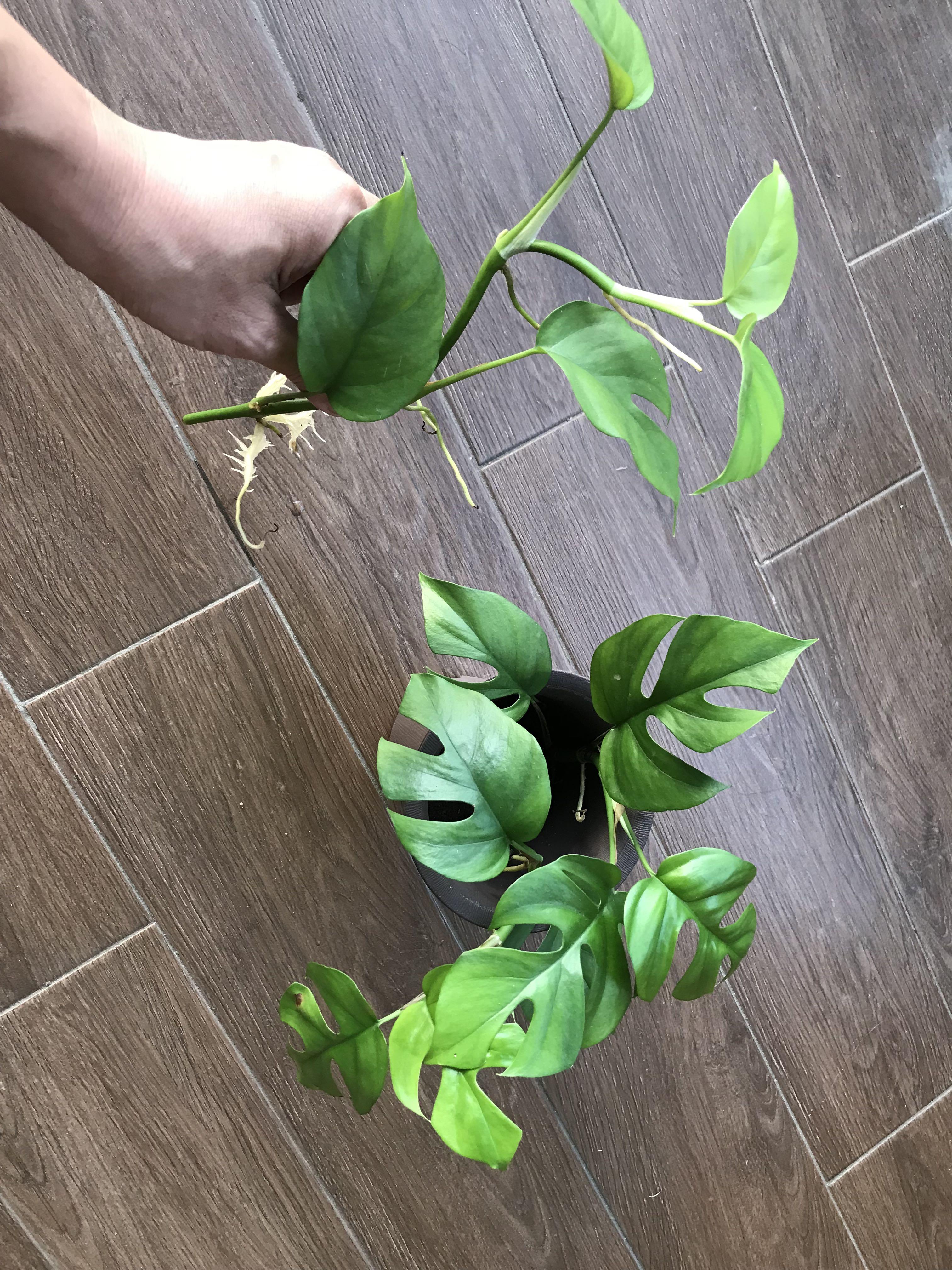 Coleus, neon potho, croton, snake, monstera adansonii, orchid keikis ...