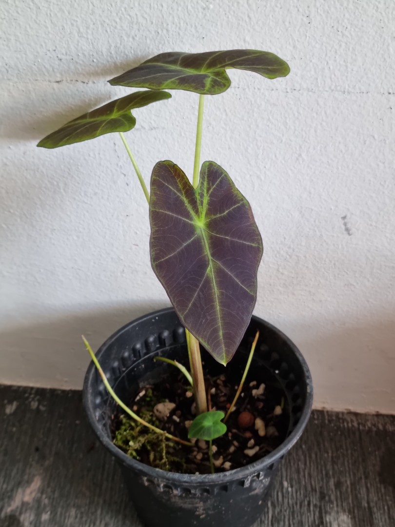 Colocasia Illustris, Furniture & Home Living, Gardening, Plants & Seeds ...