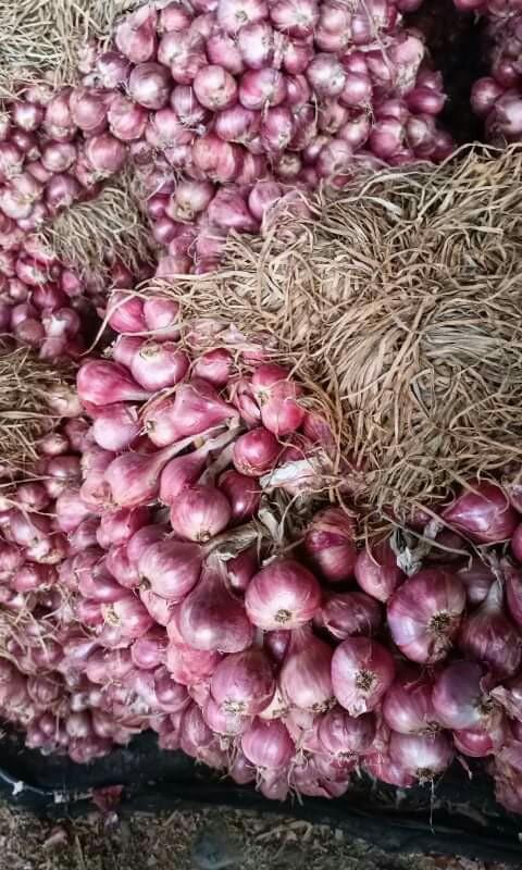 Native bawang and Native Sibuyas, Food & Drinks, Fresh Produce on Carousell