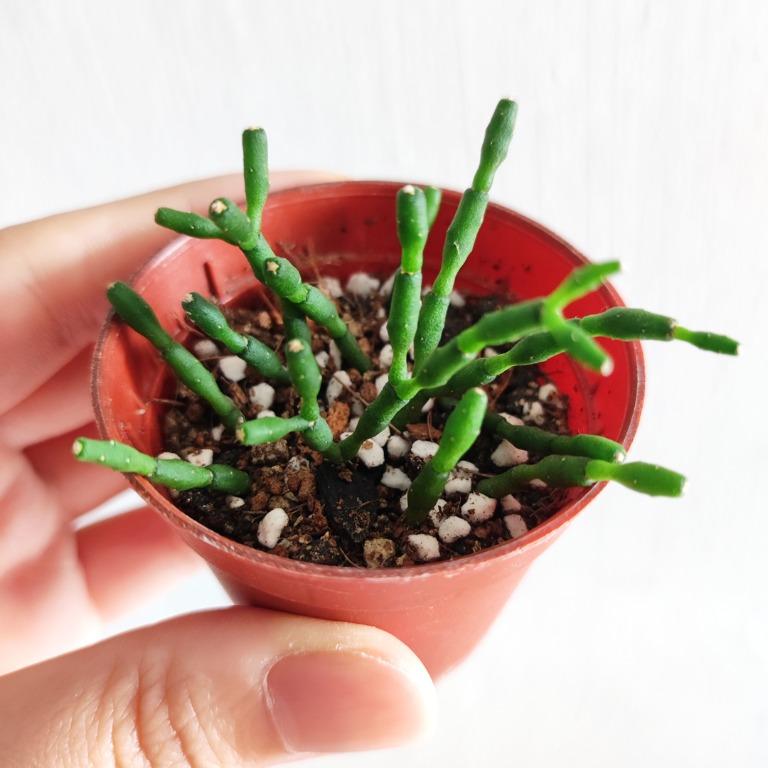 Rhipsalis (Hatiora) salicornioides | Dancing bones cactus, Furniture ...