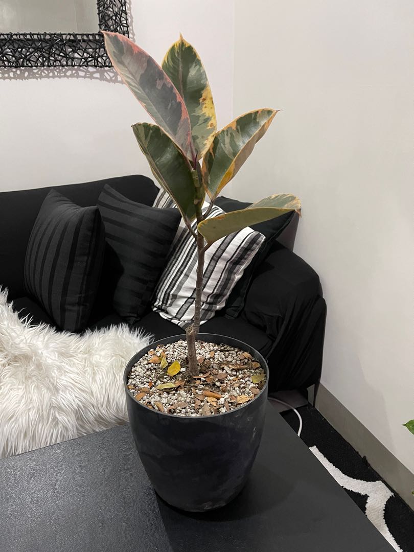 RUBBER TREE RUBY FROM THAILAND, Furniture & Home Living, Gardening ...
