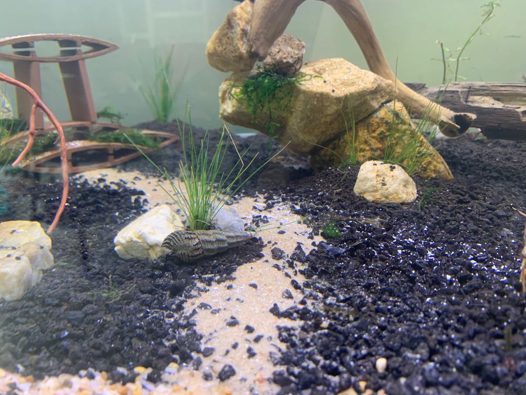 Pasir sungai halus fine sand aquarium 500g, Pet Supplies, Homes & Other ...