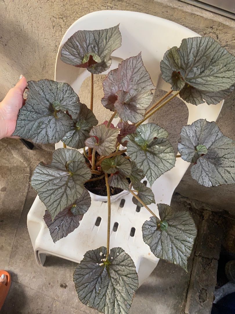 begonia mirage, Furniture & Home Living, Gardening, Plants & Seeds on ...