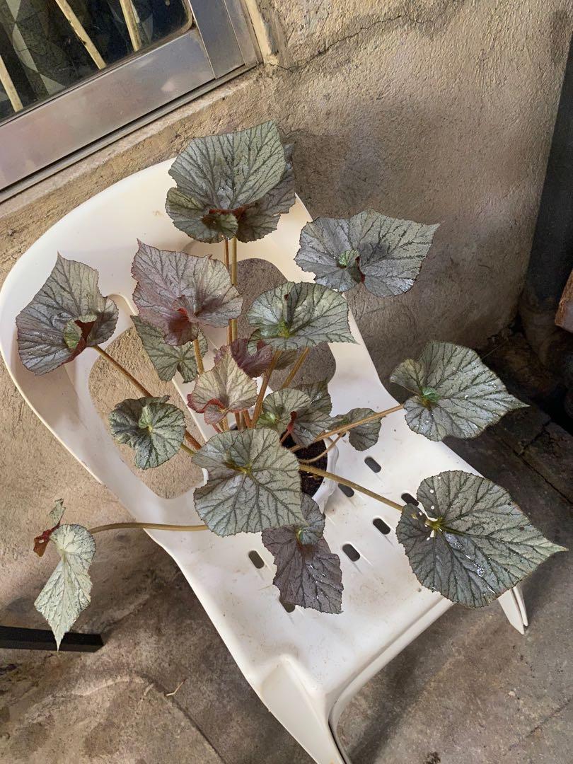 begonia mirage, Furniture & Home Living, Gardening, Plants & Seeds on ...