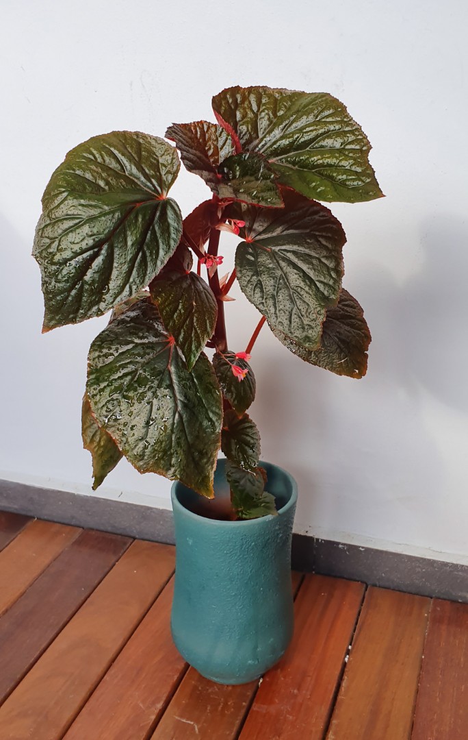 Begonia Maroon Red indoor/outdoor plant, Furniture & Home Living ...