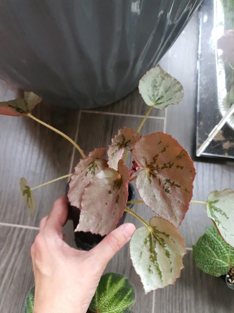 Begonia martin propagated, Furniture & Home Living, Gardening, Plants ...