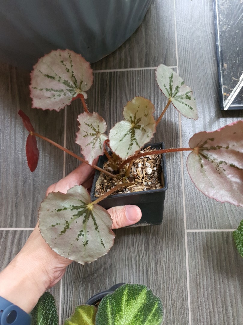 Begonia martin propagated, Furniture & Home Living, Gardening, Plants ...