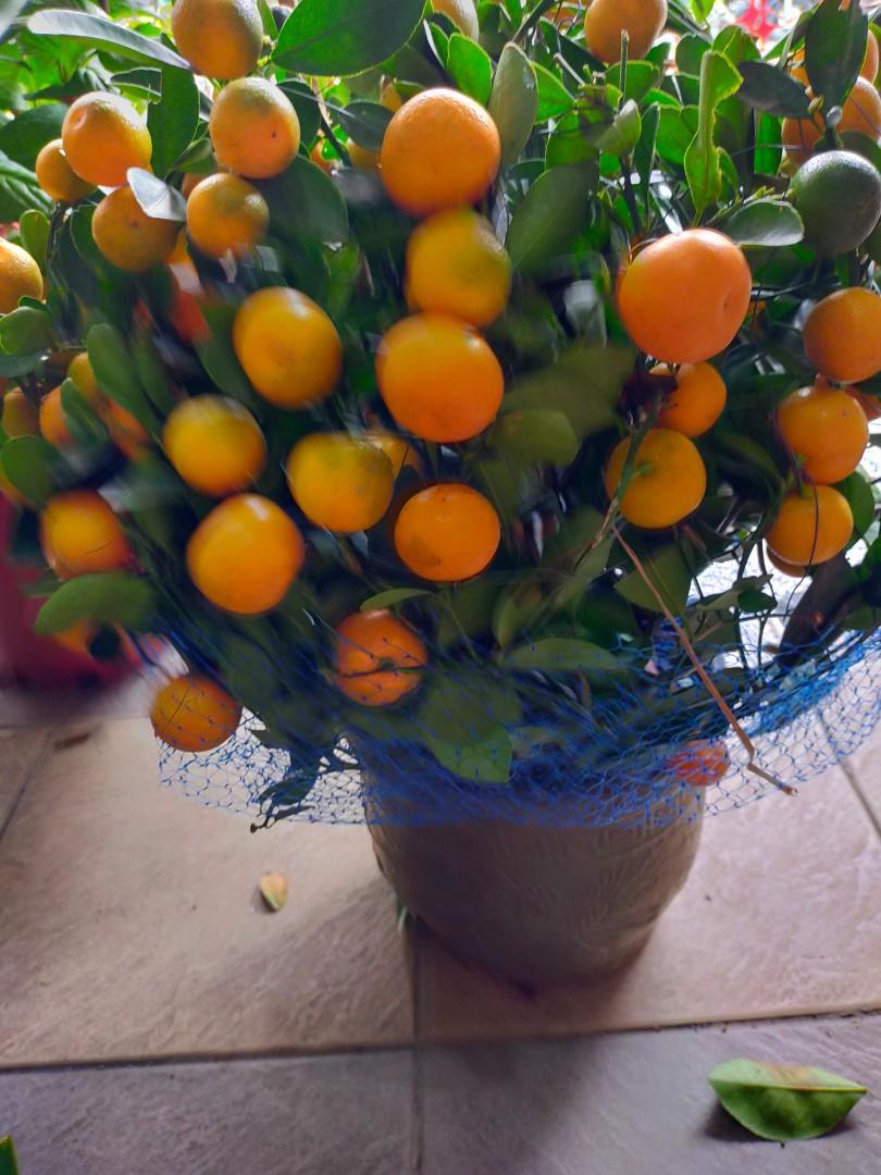CNY Mandarin orange, Furniture & Home Living, Gardening, Plants & Seeds ...