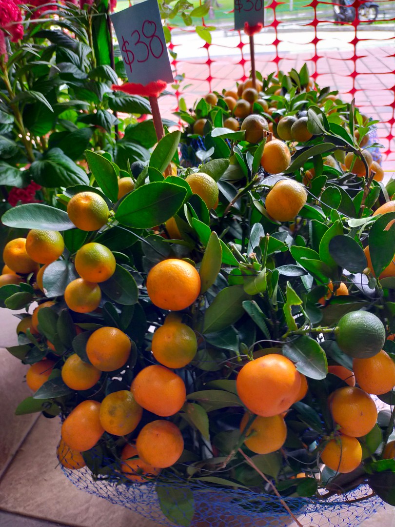 CNY Mandarin orange, Furniture & Home Living, Gardening, Plants & Seeds ...