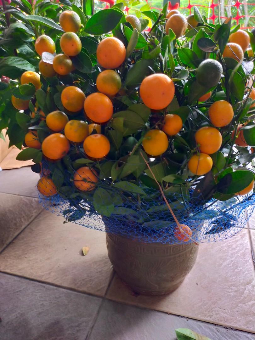 CNY Mandarin orange, Furniture & Home Living, Gardening, Plants & Seeds ...