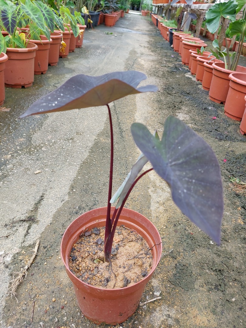 Colocasia Black Magic for Sale, Furniture & Home Living, Gardening ...