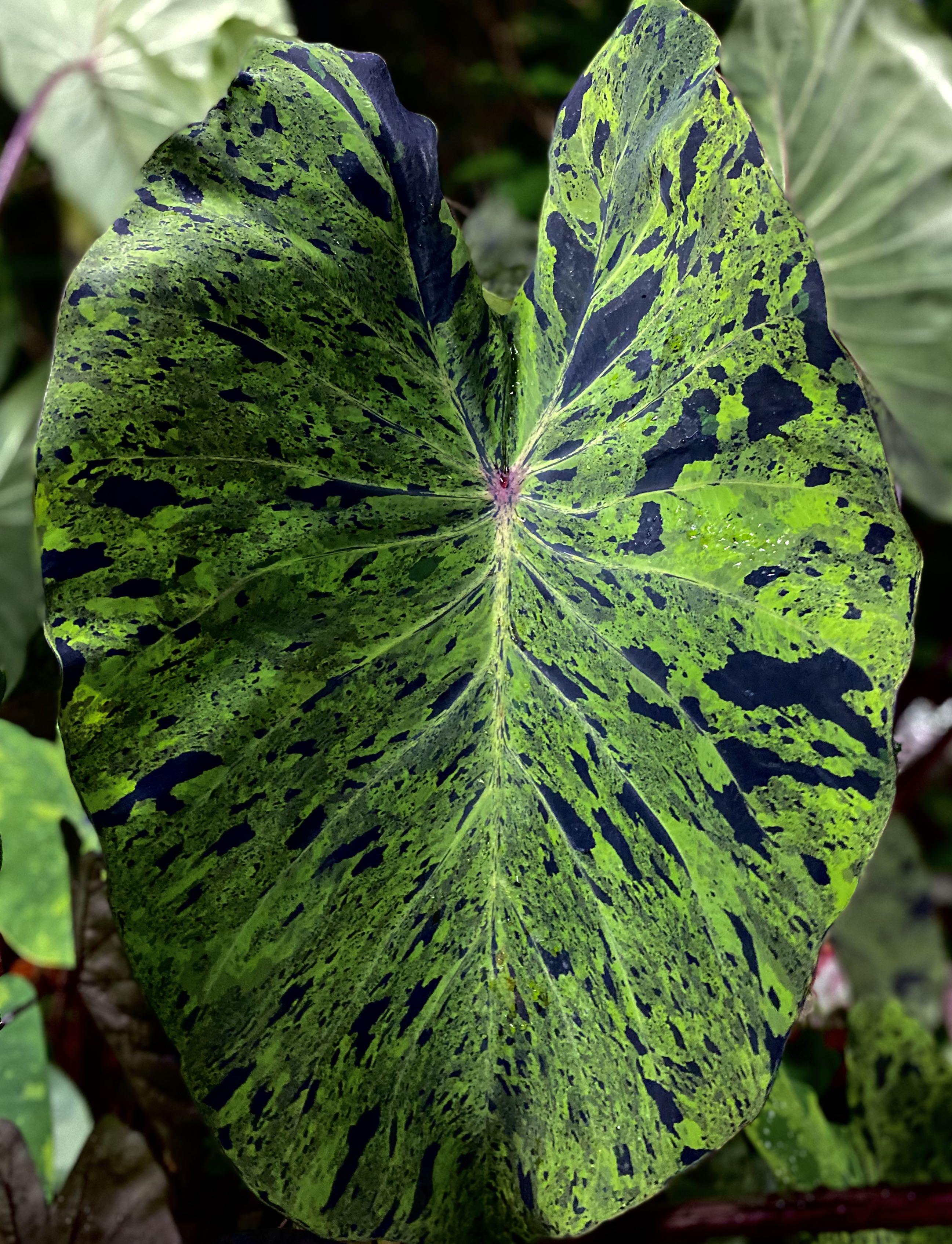 Colocasia mojito, Furniture & Home Living, Gardening, Plants & Seeds on ...