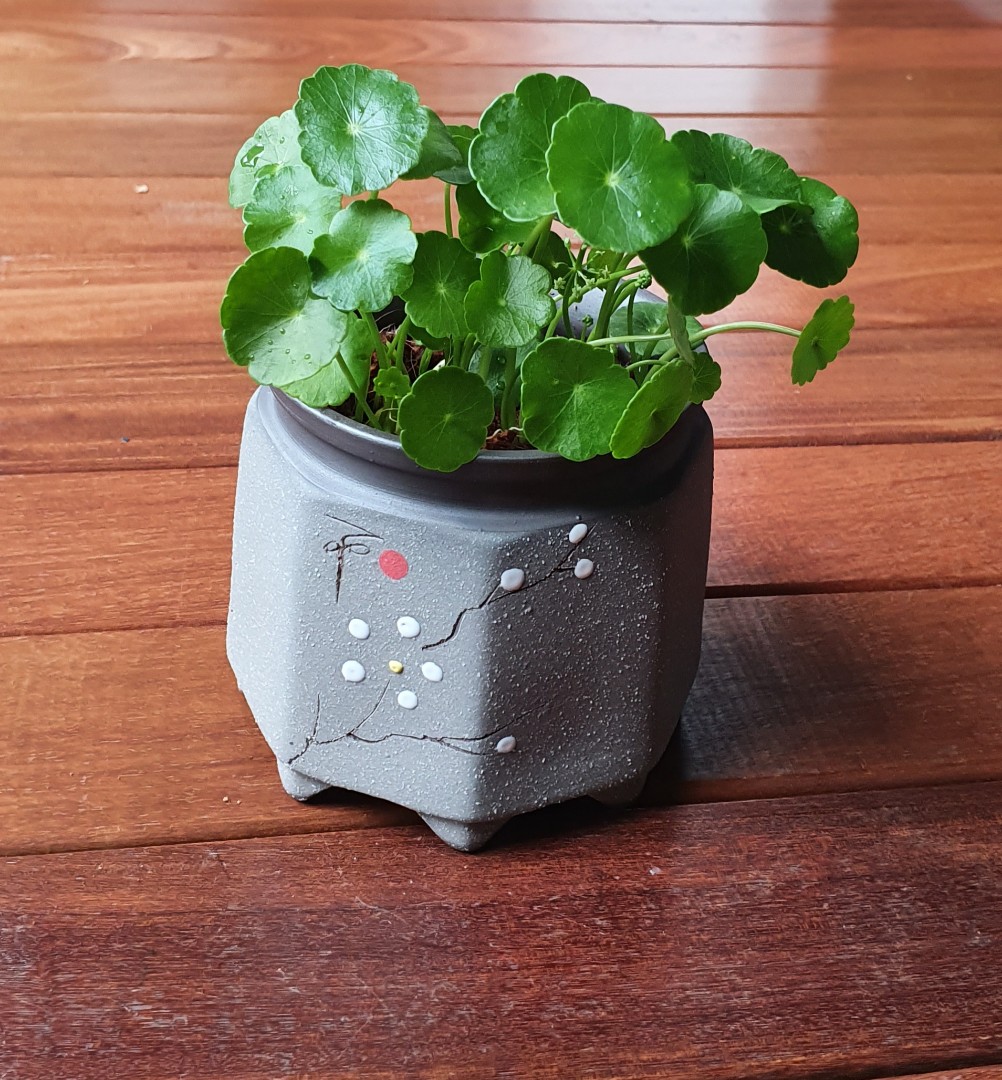 Copper Coin Plant indoor/outdoor plant, Furniture & Home Living ...