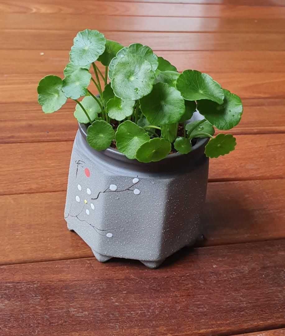 Copper Coin Plant indoor/outdoor plant, Furniture & Home Living ...