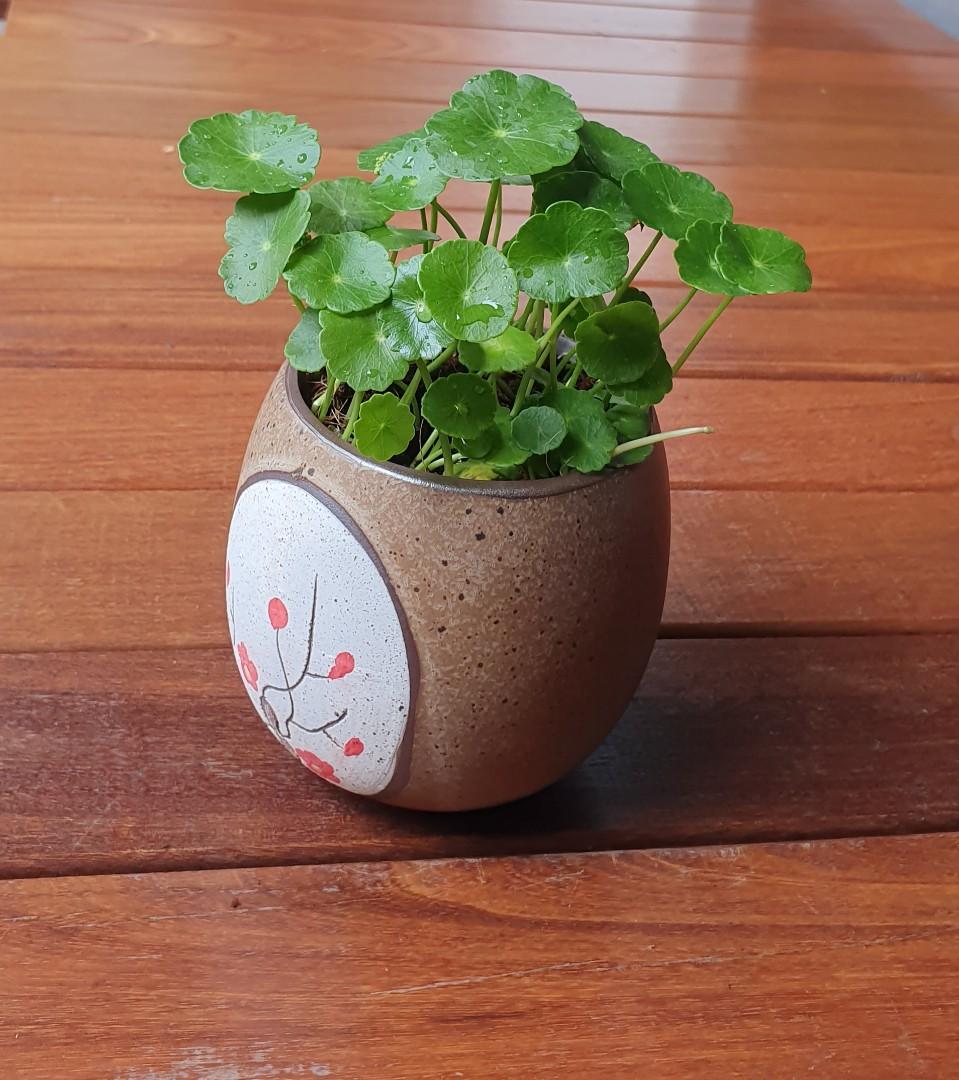 Copper Coin Plant indoor/outdoor plant, Furniture & Home Living ...