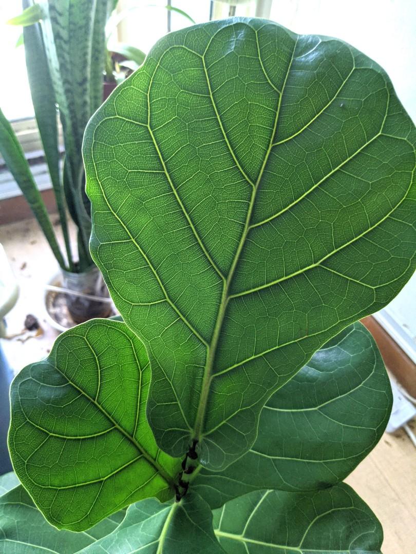 Fiddly fig ficus plant, Furniture & Home Living, Gardening, Plants ...