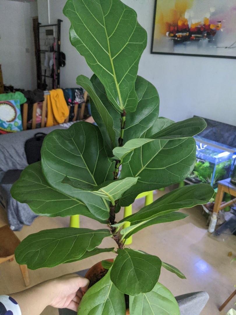 Fiddly fig ficus plant, Furniture & Home Living, Gardening, Plants ...