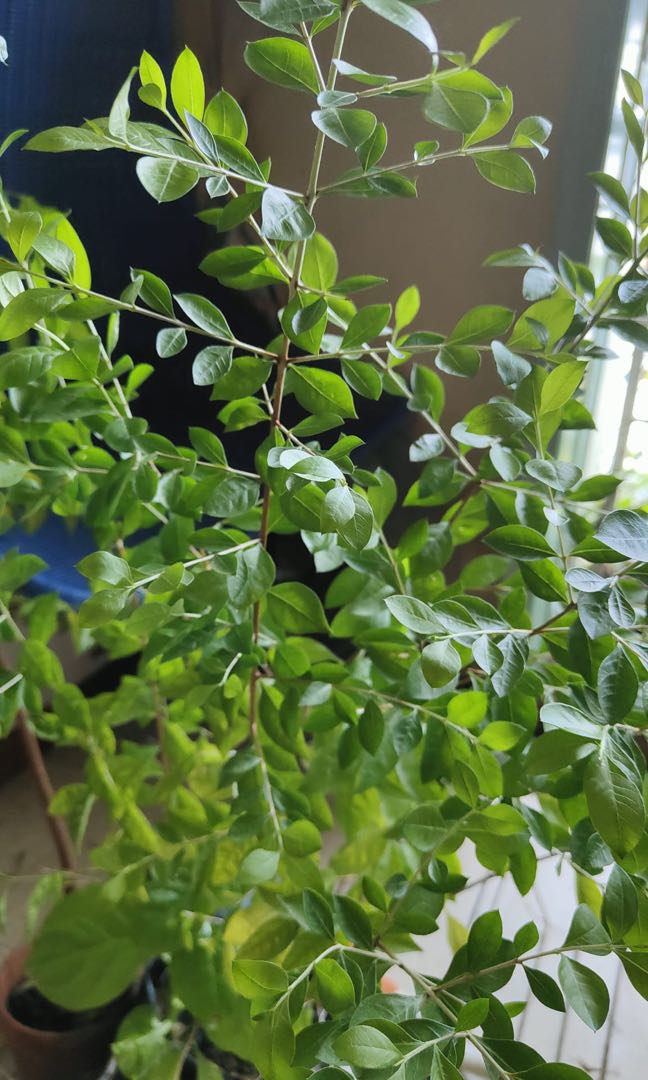 Mehandi aka Henna plant, Furniture & Home Living, Gardening, Plants ...