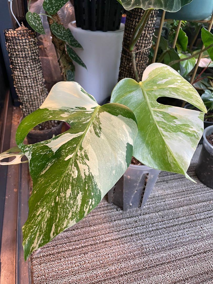 Variegated Monstera Albo Borsigiana, Furniture & Home Living, Gardening ...