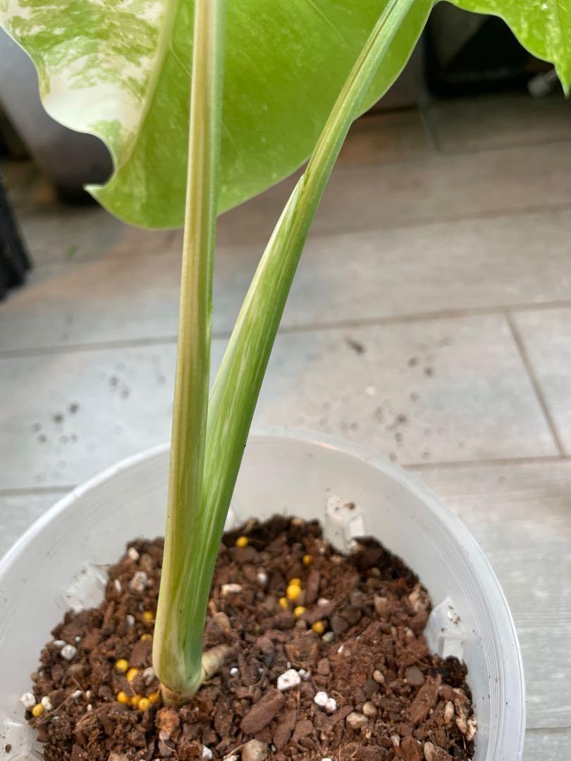 Variegated Monstera Albo Borsigiana, Furniture & Home Living, Gardening ...