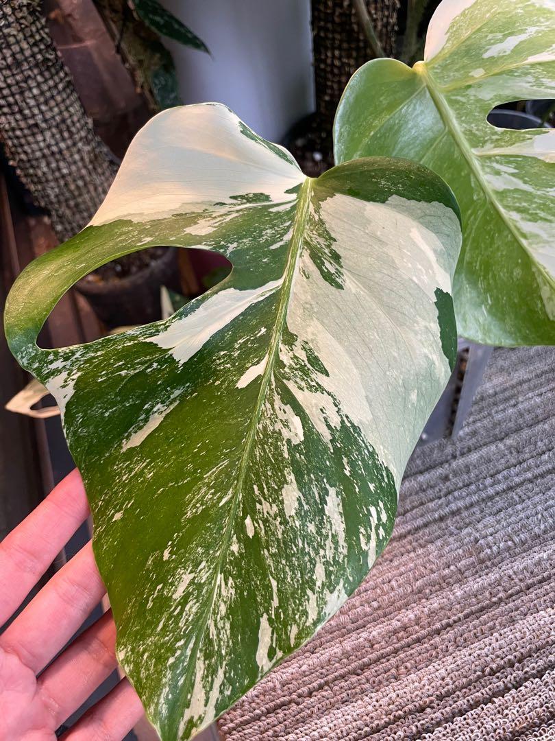 Variegated Monstera Albo Borsigiana, Furniture & Home Living, Gardening ...