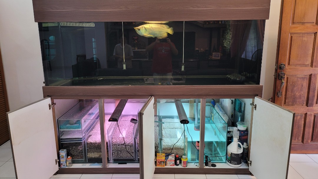 7ft x 3ft (L) x 2.5ft (H) fish tank with sump, Pet Supplies, Homes ...