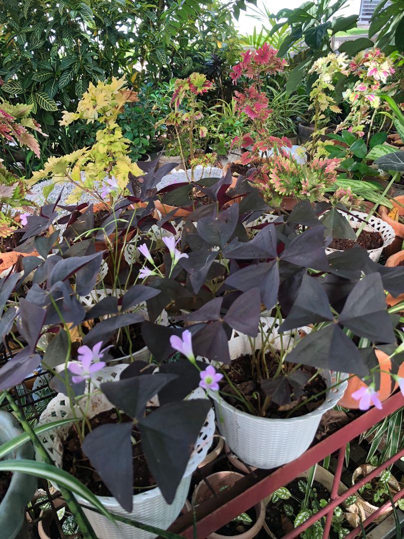 Butterfly Plant (Oxalis Triangularis), Furniture & Home Living ...