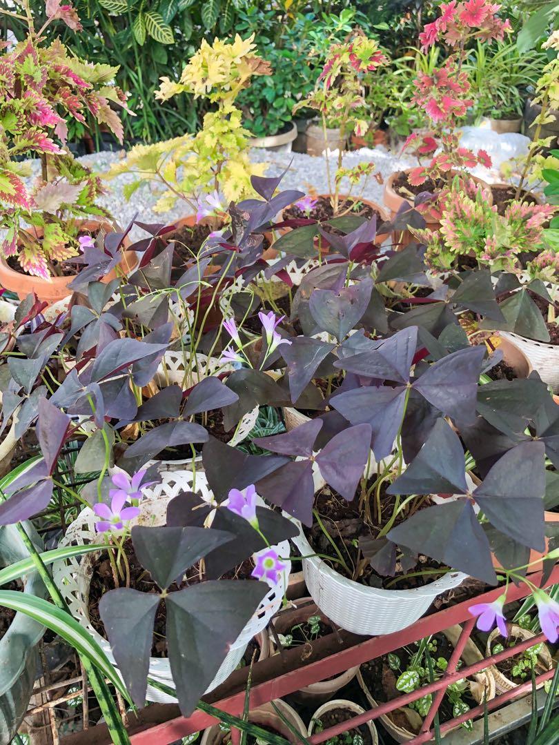 Butterfly Plant (Oxalis Triangularis), Furniture & Home Living ...