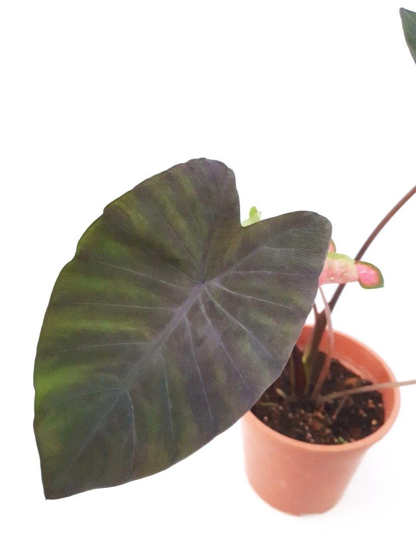 Colocasia Black Magic & Caladium [Mixed], Furniture & Home Living ...