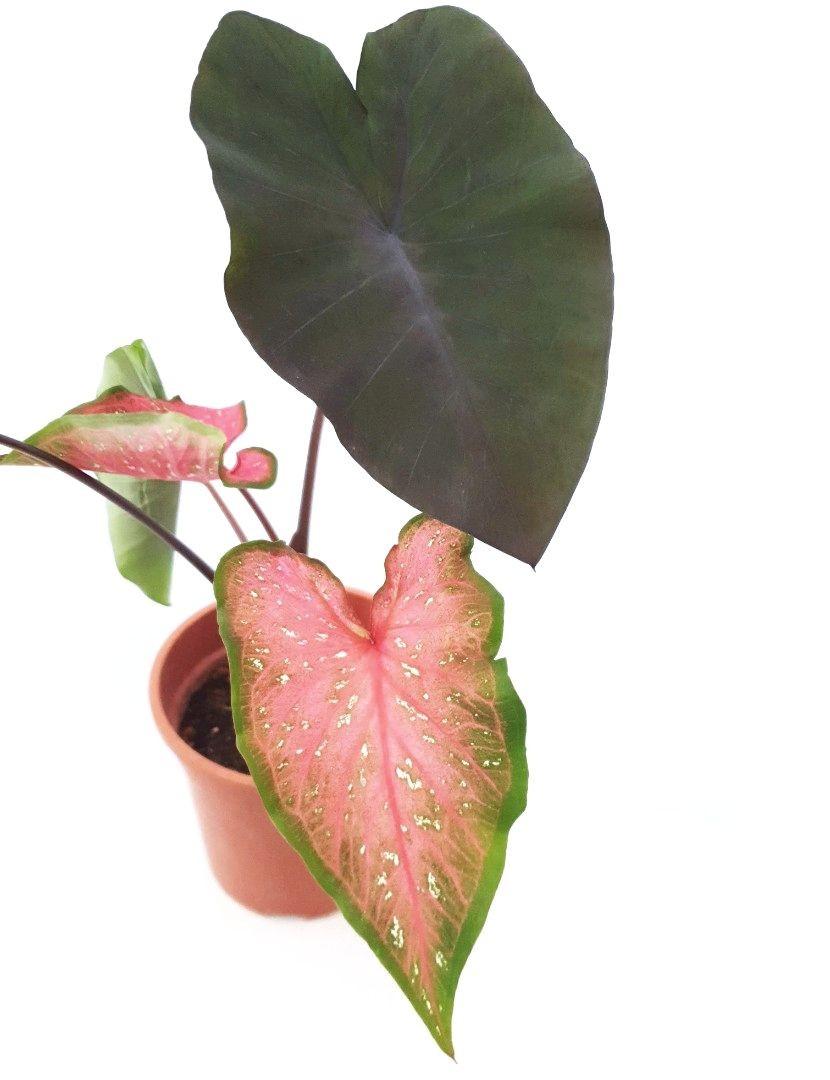 Colocasia Black Magic & Caladium [Mixed], Furniture & Home Living ...