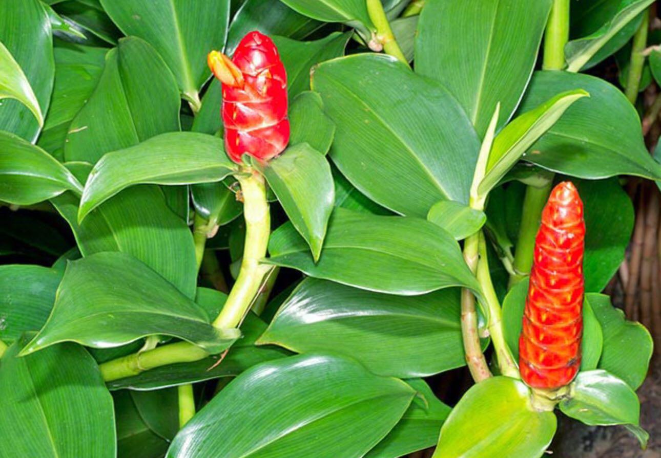 Costus Woodsonii, Red Button Ginger Scarlet Spiral Flag Red Cane ...