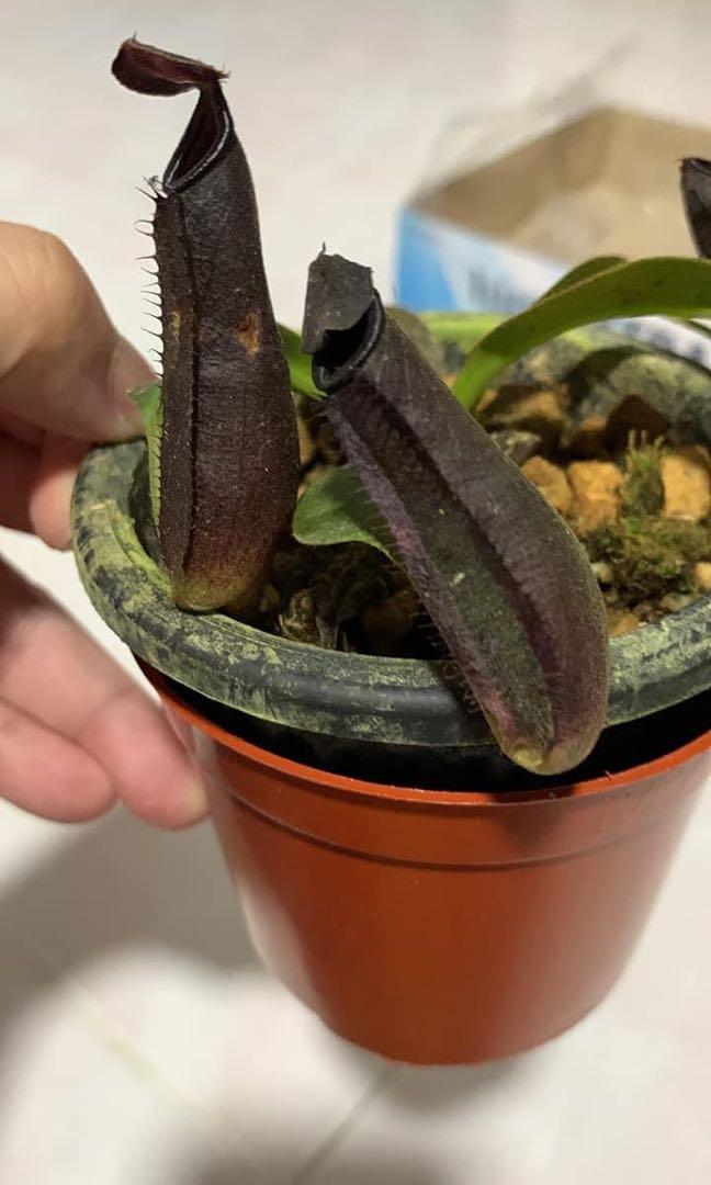 Nepenthes Naga X Bongso X Truncata Giant Ep Furniture And Home Living Gardening Plants