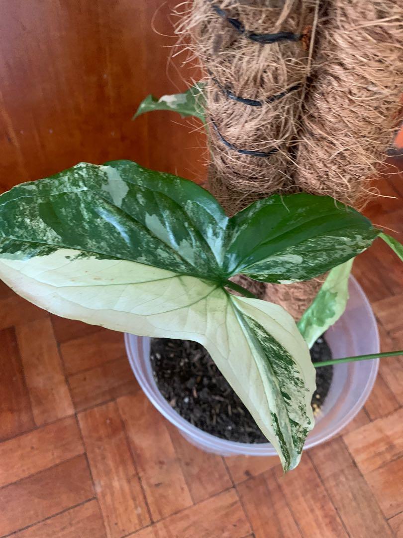 Syngonium Albo Trailing, Furniture & Home Living, Gardening, Plants ...