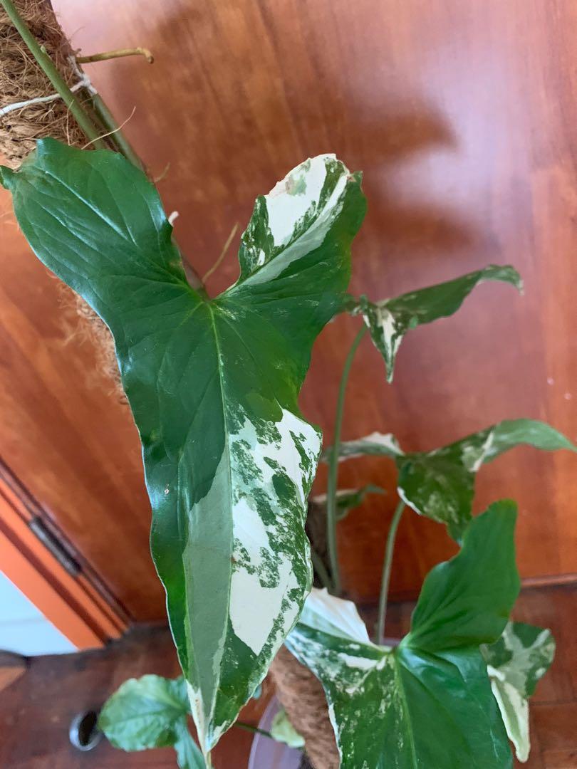 Syngonium Albo Trailing, Furniture & Home Living, Gardening, Plants ...