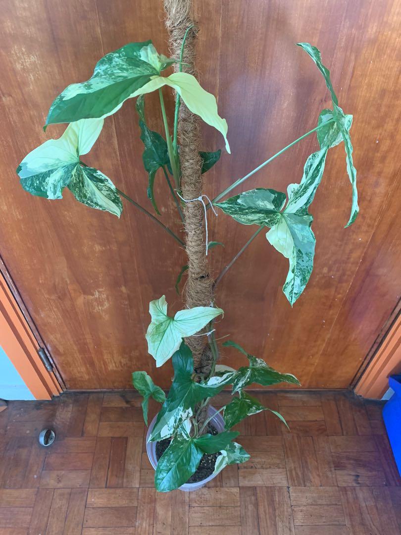 Syngonium Albo Trailing, Furniture & Home Living, Gardening, Plants ...