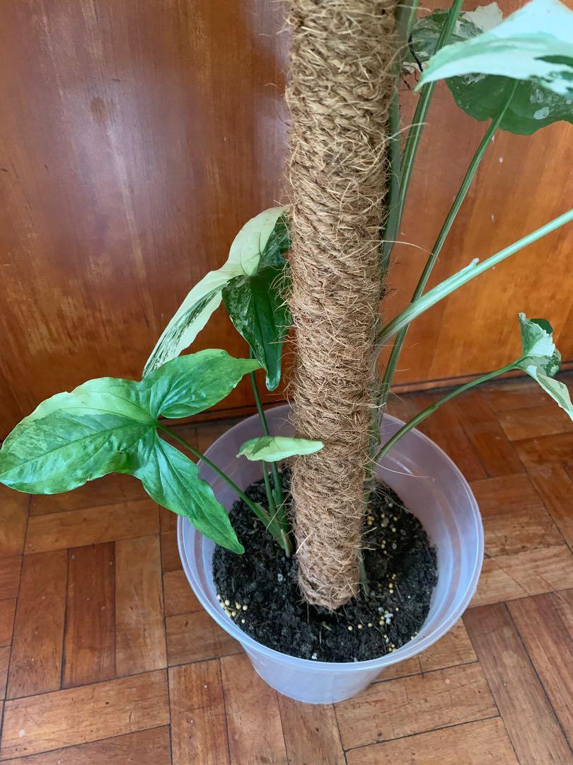 Syngonium Albo Trailing, Furniture & Home Living, Gardening, Plants ...