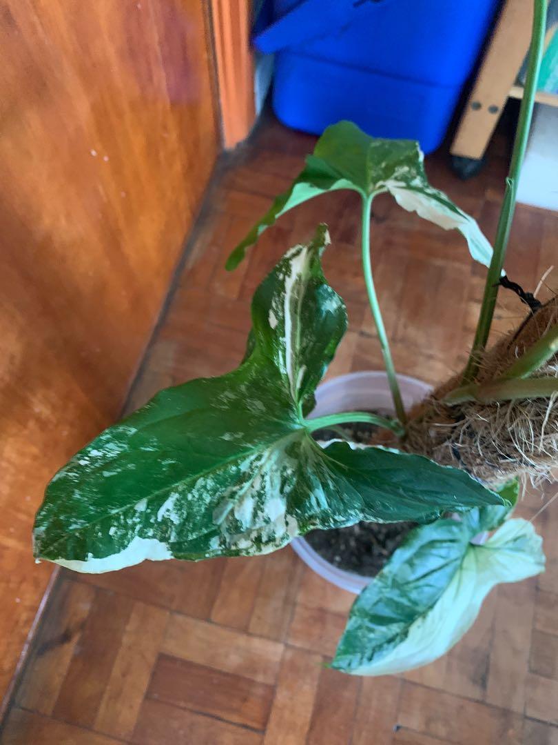 Syngonium Albo Trailing, Furniture & Home Living, Gardening, Plants ...