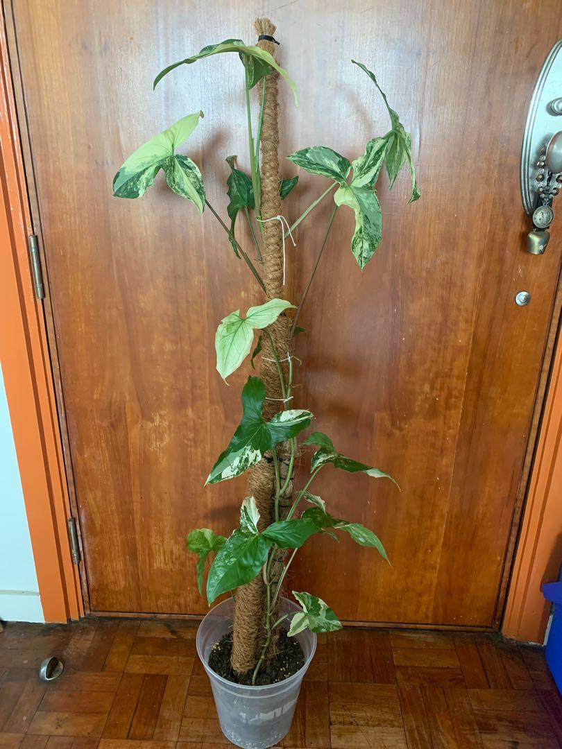 Syngonium Albo Trailing, Furniture & Home Living, Gardening, Plants ...