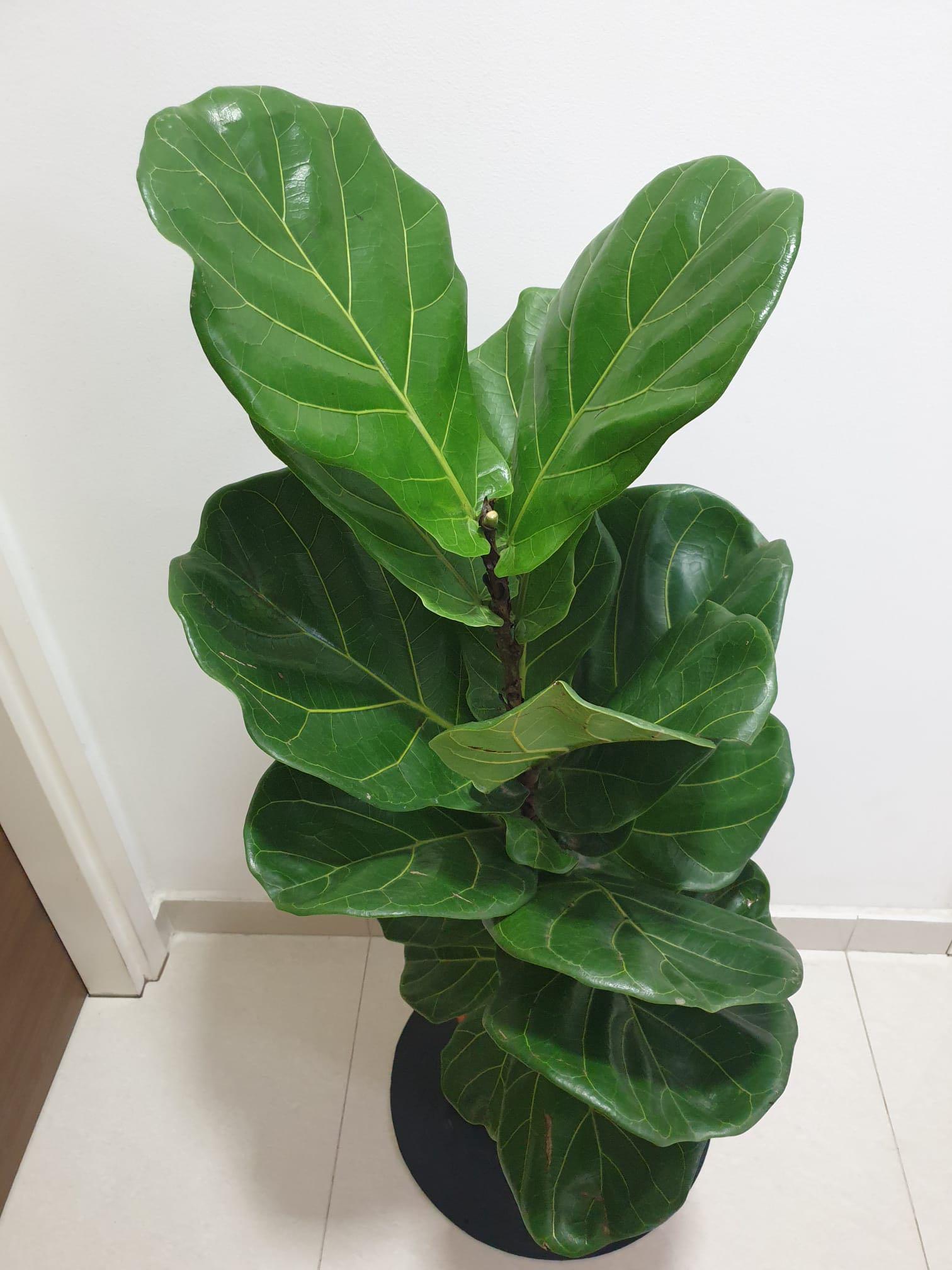 Tall ficus lyrata ( big leaf ), Furniture & Home Living, Gardening ...