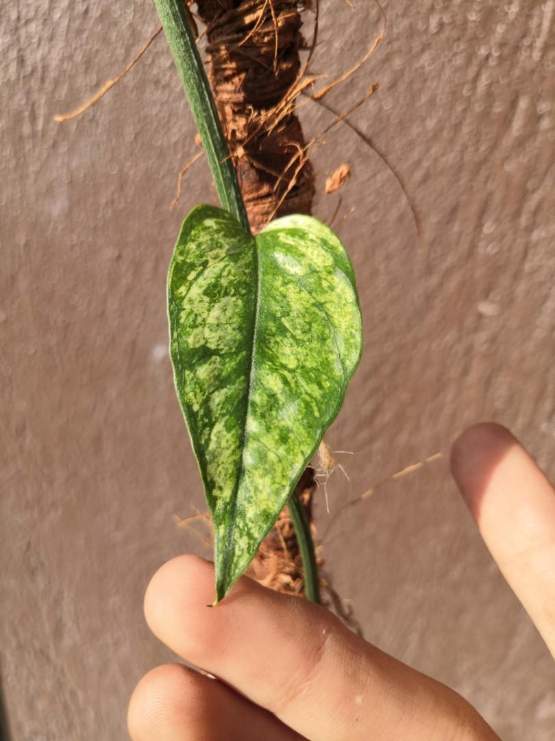 Variegated Cebu Blue, Furniture & Home Living, Gardening, Plants ...