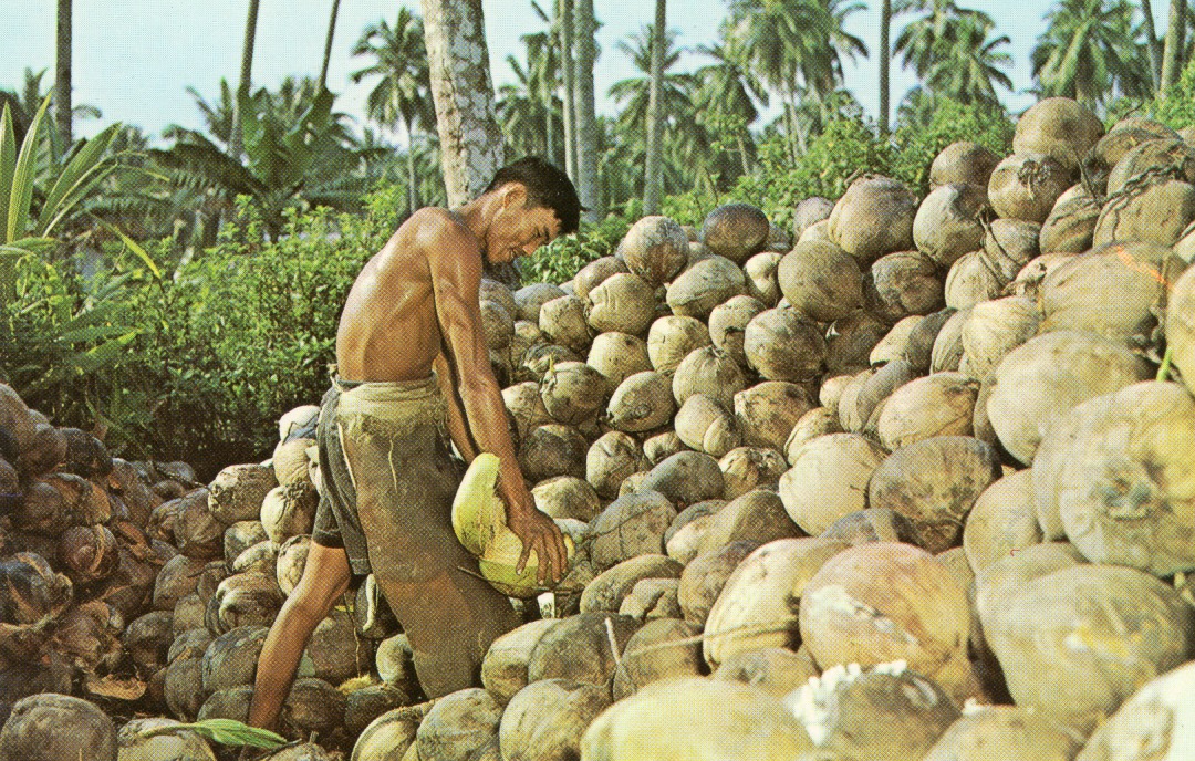1960s Coconut Harvester / De-husker - Vanished Trades of Singapore ...