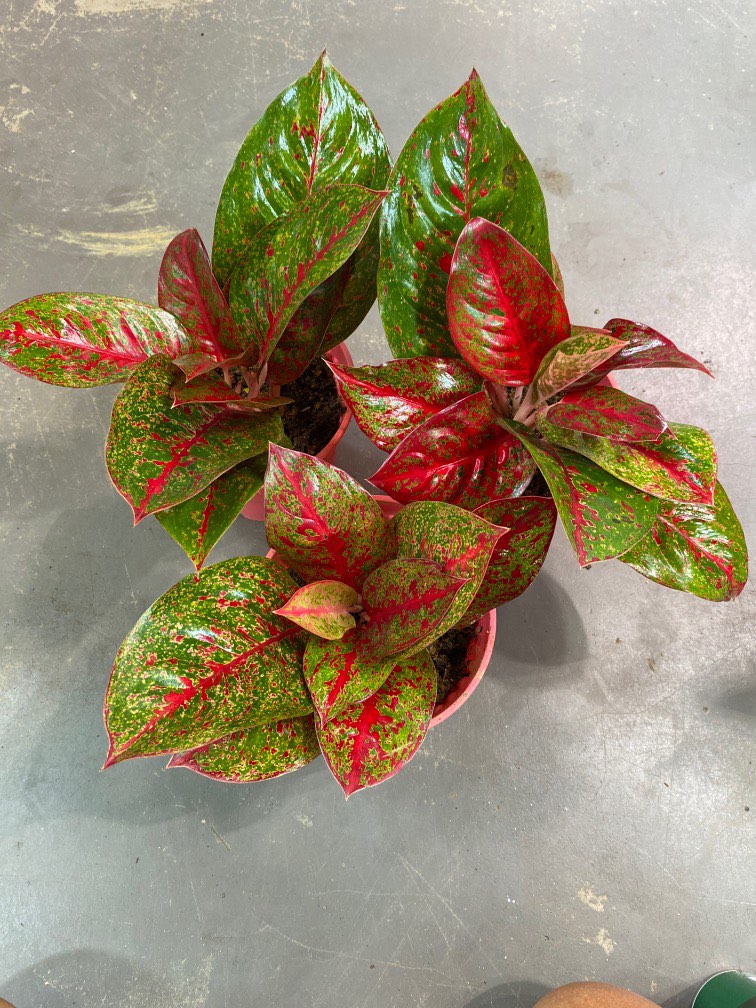 Aglaonema Red Legacy. $9 each, Furniture & Home Living, Gardening ...